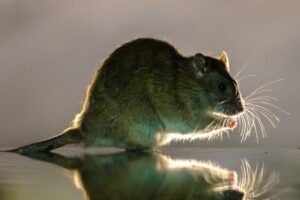 Rat Lifespan: How Long Do Rats Live? | Misfit Animals