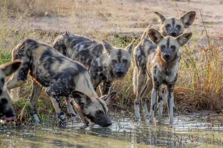 12 Of The Most Hardworking Animals In The World