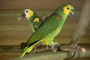 Animals With Scales: 17 Animals That Have Scales