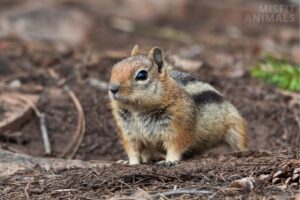 10 Most Common Animals That Dig Holes In Yards