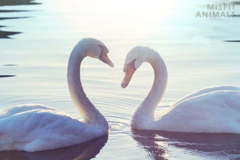 List Of 10 Animals With Long Necks | Misfit Animals