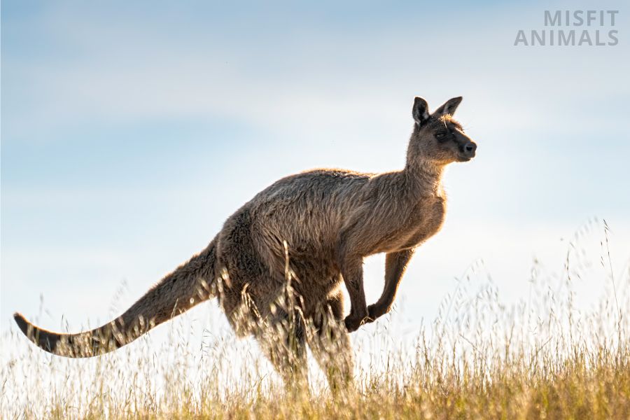 10 Animals With Long Tails Which Animal Has The Longest 10 Animals With Long Tails Which Animal Has The Longest