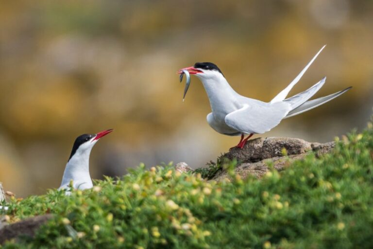 Energetic Animals: 11 Of The Most Hyperactive Animals