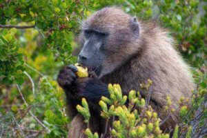 10 Animals With Opposable Thumbs & Why It Matters