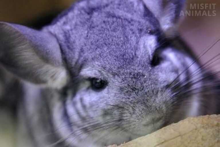 Types Of Chinchilla Breeds & Their Characteristics