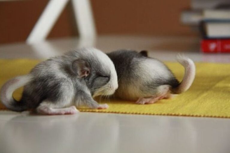 Chinchilla Size And Weight: How Big Do Chinchillas Get?