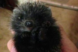 Hedgehog Colors: The Ultimate Guide To Varieties And Morphs