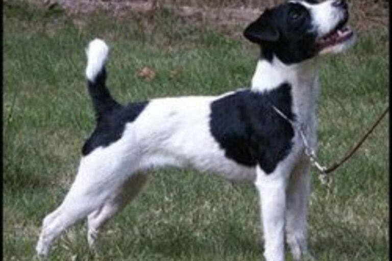 Jack Russell Colors: 7 Unique Colors And Coat Variations