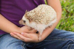 How Much Is A Hedgehog? (Cost To Buy & Keep Hedgehogs)
