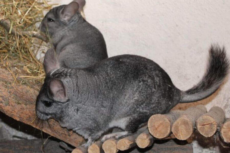 Chinchilla Size And Weight: How Big Do Chinchillas Get?