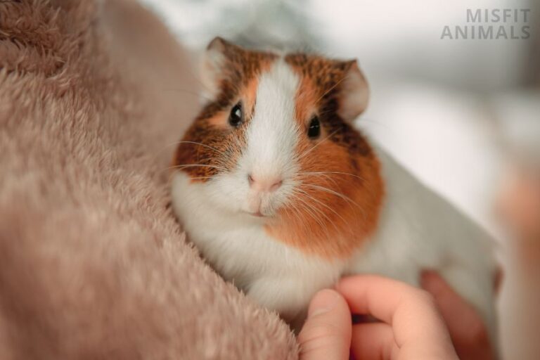 Chinchilla Vs. Guinea Pig: Which Is Better? (Pros & Cons)
