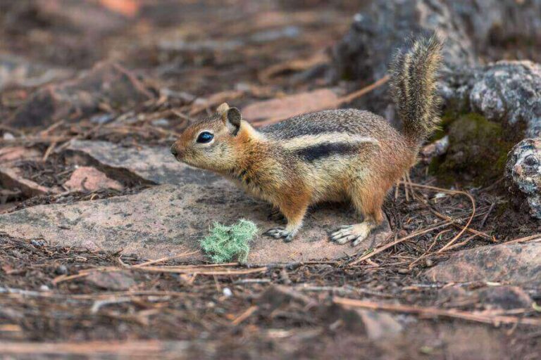 19 Omnivore Animals: Examples, Facts & Pictures