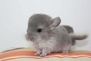 Baby Chinchilla: Care, Needs, Size, And Pictures