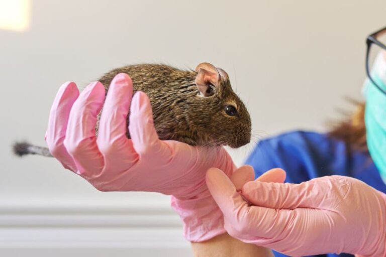 Degu Vs. Chinchilla: Which Is Better? (3 Core Differences)