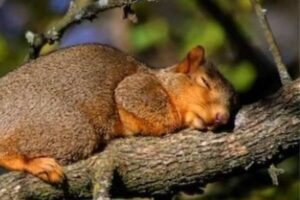 Do Squirrels Hibernate? How Do They Survive The Winter?