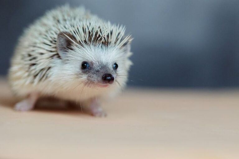 African Pygmy Hedgehog: Appearance, Behavior, And Pet Care