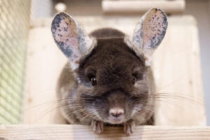 Chinchilla Size And Weight: How Big Do Chinchillas Get?
