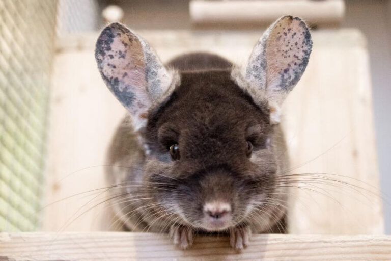 Chinchilla Size And Weight: How Big Do Chinchillas Get?