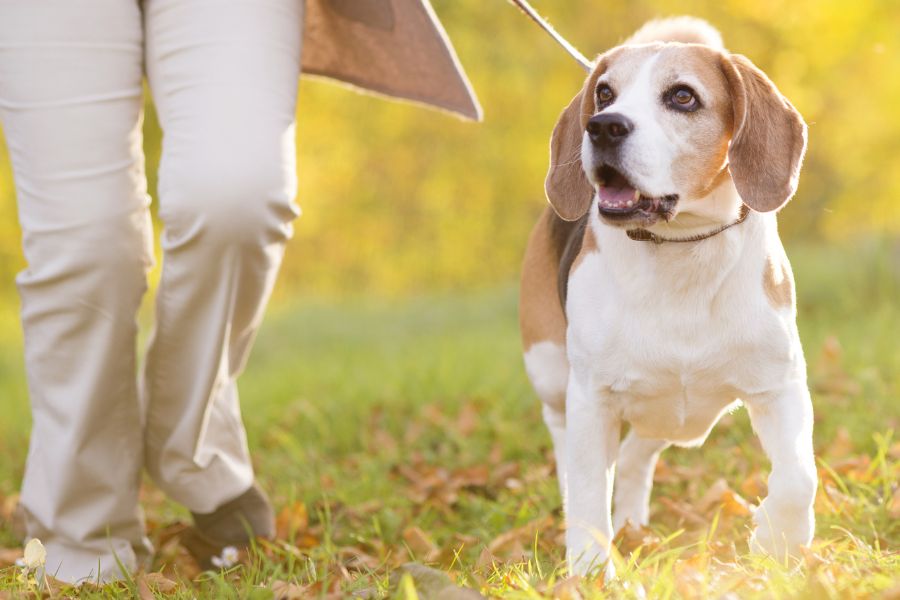 How To Stop A Male Dog From Whining When Female Is In Heat How To Stop A Male Dog From Whining When Female Is In Heat
