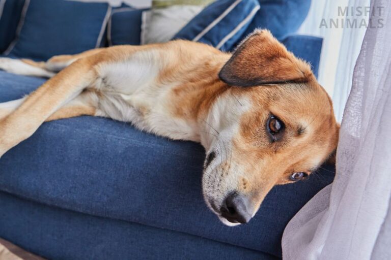 Dog Lethargic And Limping: Causes & Treatment