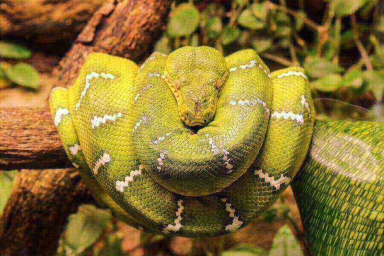 10 Green Animals That Blends Well With Their Environment