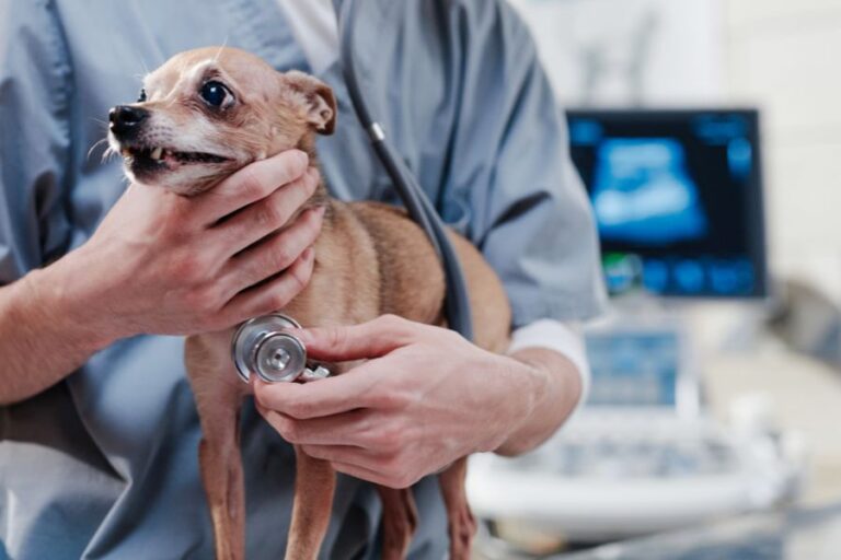 17 Symptoms Of Diabetes In A Dog | What You Should Know