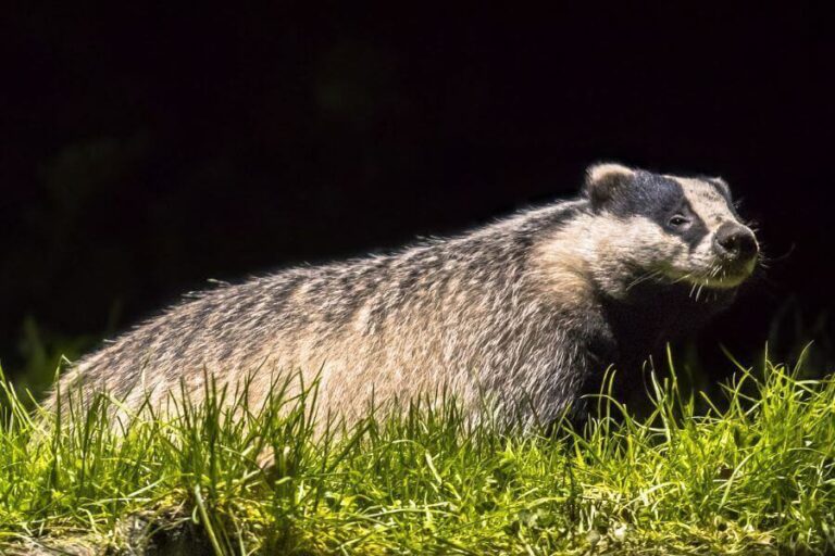 10 Common European Animals | What Animals Live In Europe?