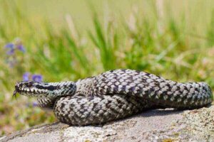 10 Common European Animals | What Animals Live In Europe?