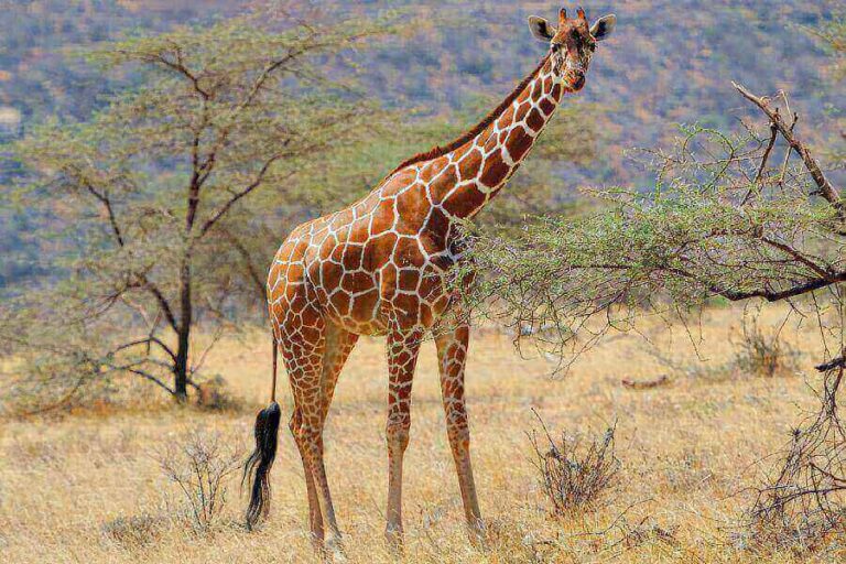 List Of 10 Animals With Long Necks | Misfit Animals