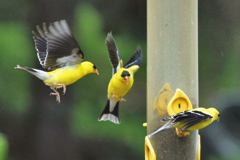 10 Common European Animals | What Animals Live In Europe?