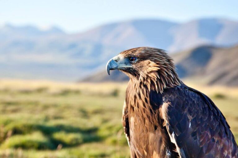 10 Common European Animals | What Animals Live In Europe?