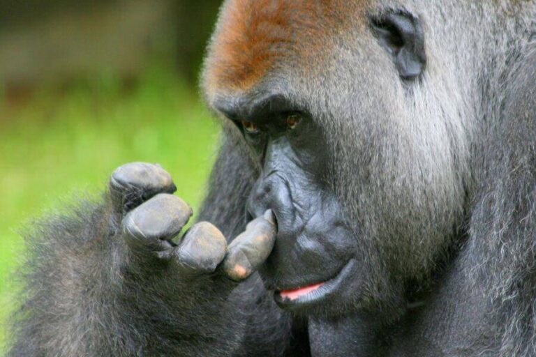 10 Animals With Opposable Thumbs & Why It Matters