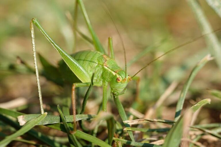 10 Green Animals That Blends Well With Their Environment