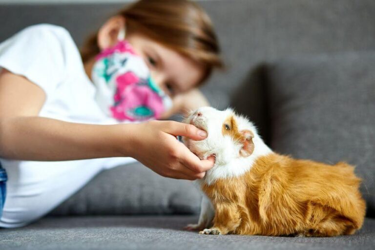 Chinchilla Vs. Guinea Pig: Which Is Better? (Pros & Cons)