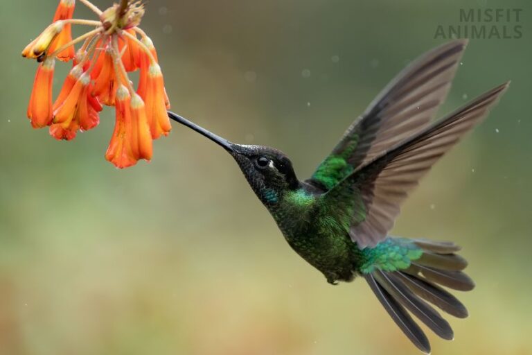 12 Of The Most Hardworking Animals In The World