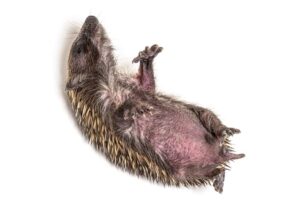 Hedgehog Lifespan: How Long Do Hedgehogs Live?