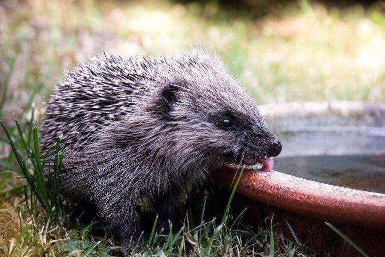 Hedgehog Lifespan: How Long Do Hedgehogs Live?