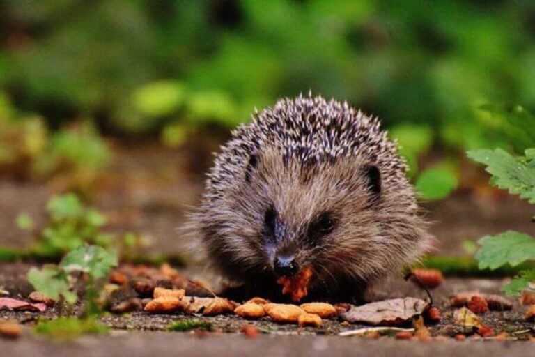 Hedgehog Diet: What Do Hedgehogs Eat? (How To Feed Them)