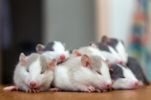 How Big Do Rats Get: Pet Rats Vs. Wild Rats Size