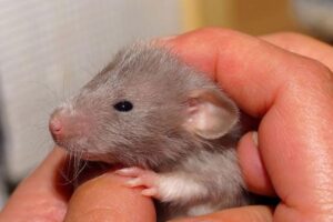 Rat Lifespan: How Long Do Rats Live? | Misfit Animals