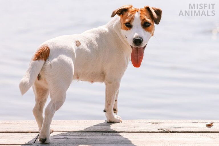 Jack Russell Behavior Issues: Main Causes And How To Stop It