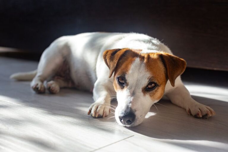 Jack Russell Behavior Issues: Main Causes And How To Stop It