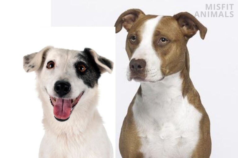 Jack Russell Coat Types: 3 Hair Varieties And The Genetics