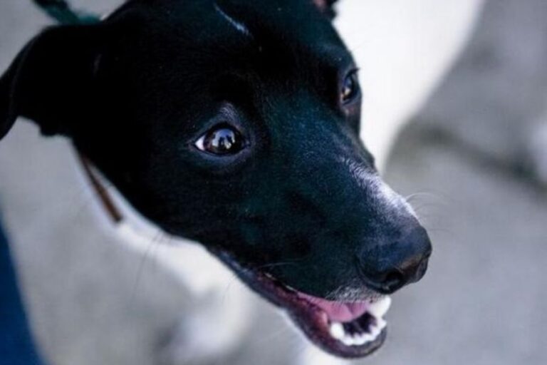 Jack Russell Colors: 7 Unique Colors And Coat Variations