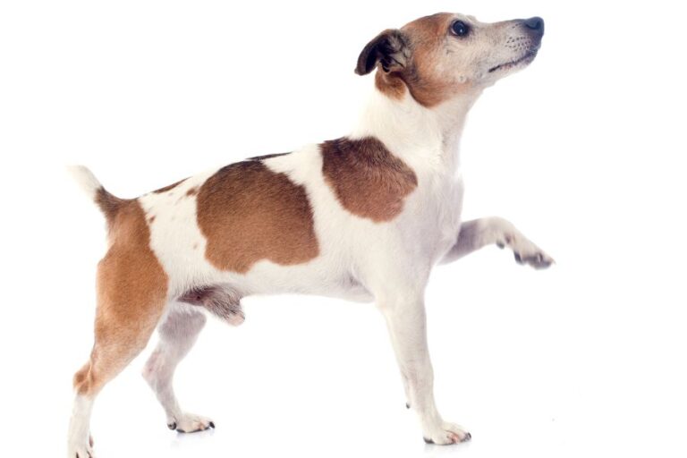 Jack Russell Colors: 7 Unique Colors And Coat Variations