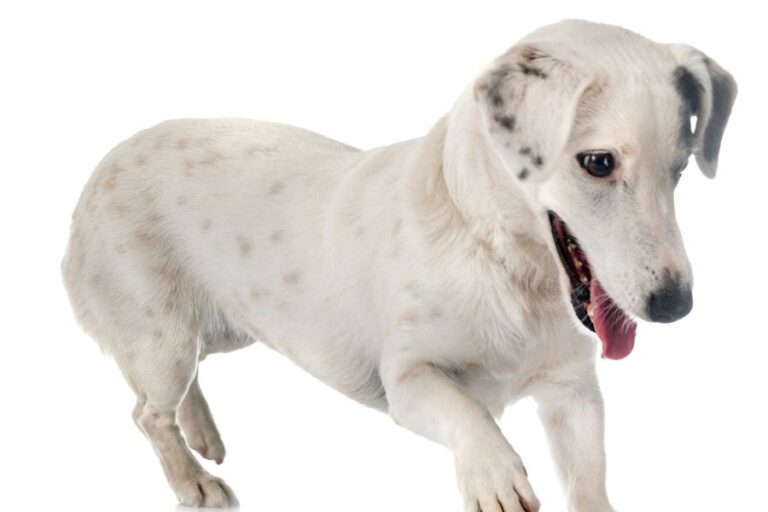 Jack Russell Colors: 7 Unique Colors And Coat Variations