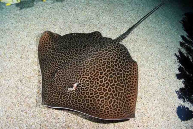 10 Animals With Long Tails (Which Animal Has The Longest?)