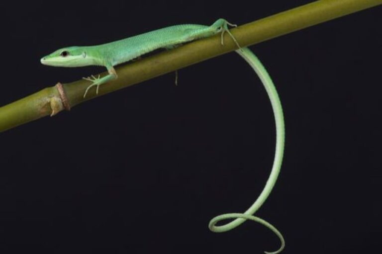 10 Animals With Long Tails (Which Animal Has The Longest?)