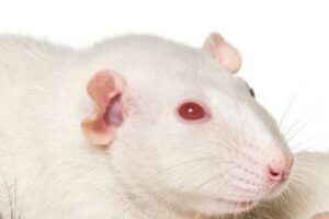 Types Of Pet Rats: Breeds, Colors & Patterns Of Fancy Rats