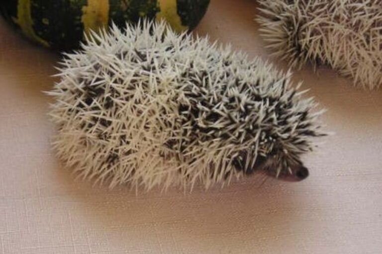 Hedgehog Colors: The Ultimate Guide To Varieties And Morphs